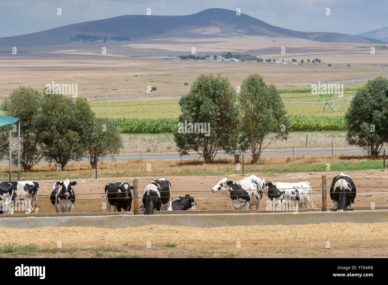 SOUTH AFRICA- Cows on dairy farm Stock Photo - Alamy