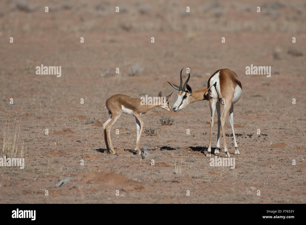Springbok ewe greeting her newborn lamb nose to nose in the Kgalagadi ...
