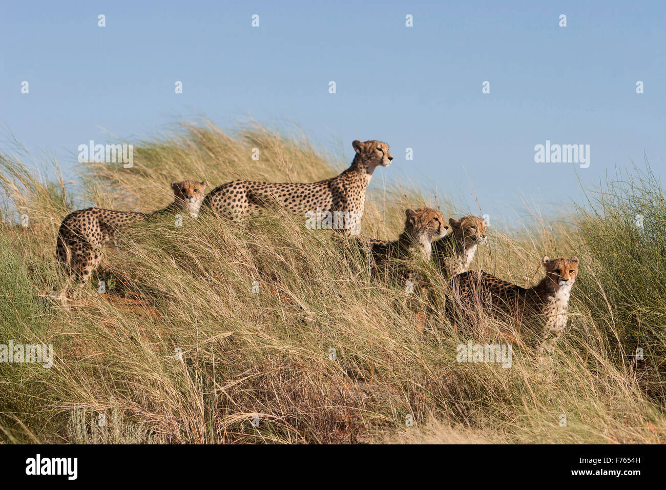 Five cheetahs standing on top of a grassed over sand dune in the ...