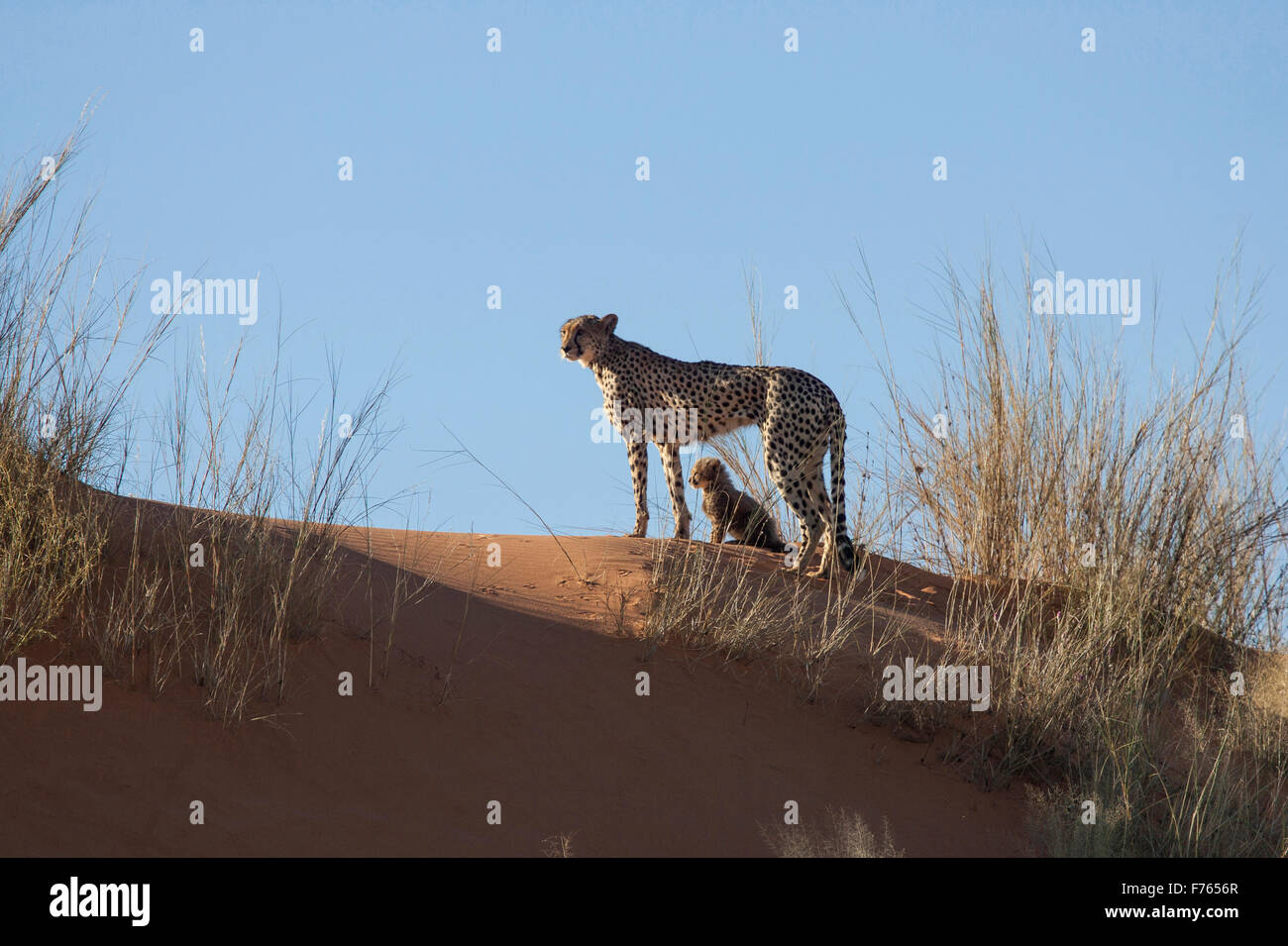 A cheetah cub framed between its mother's legs on top of a sand dune in ...