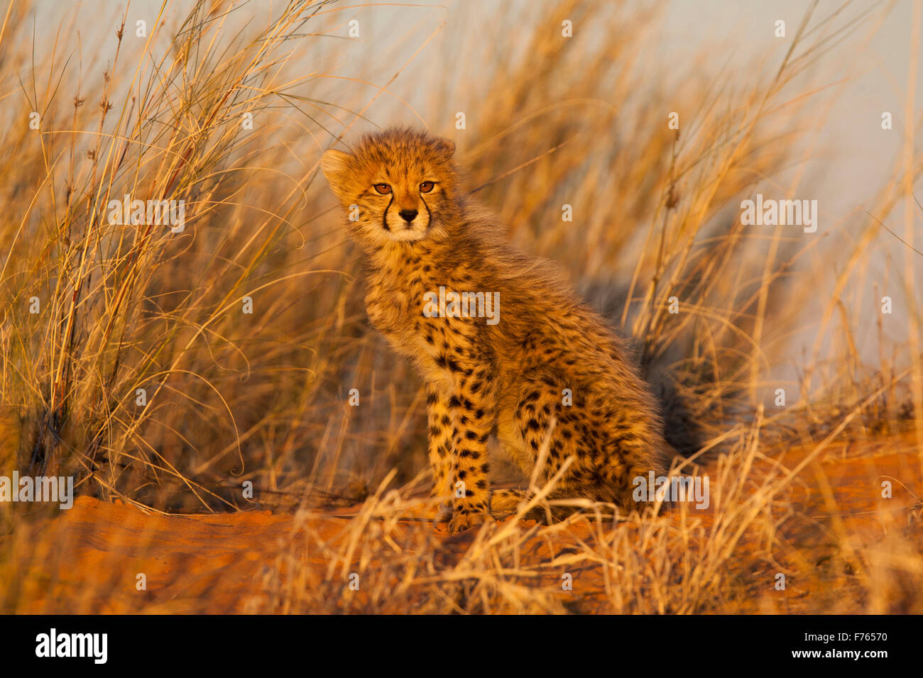 Cheetah cub sitting on a sand dune bathed in sunlight in the Kgalagadi ...