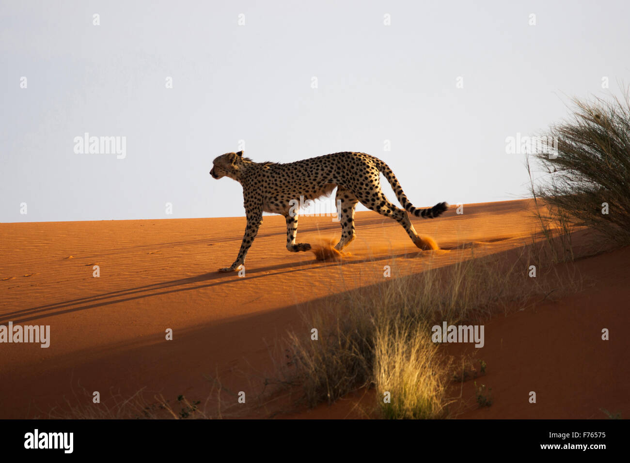 Cheetah running along a sand dune in the Kgalagadi Transfrontier Park ...