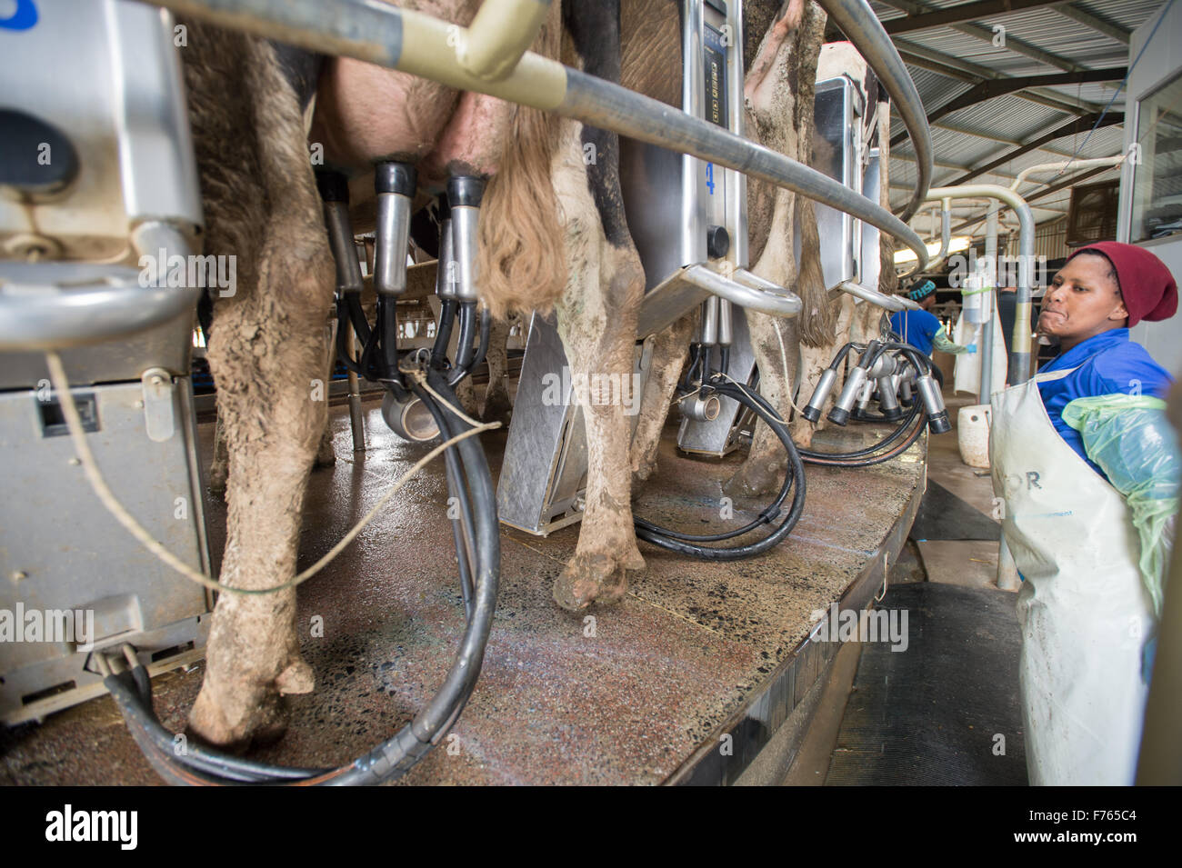SOUTH AFRICA- Cows being milked on dairy farm Stock Photo - Alamy