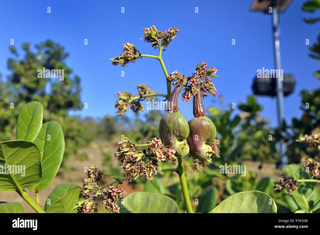 Cashew Plant