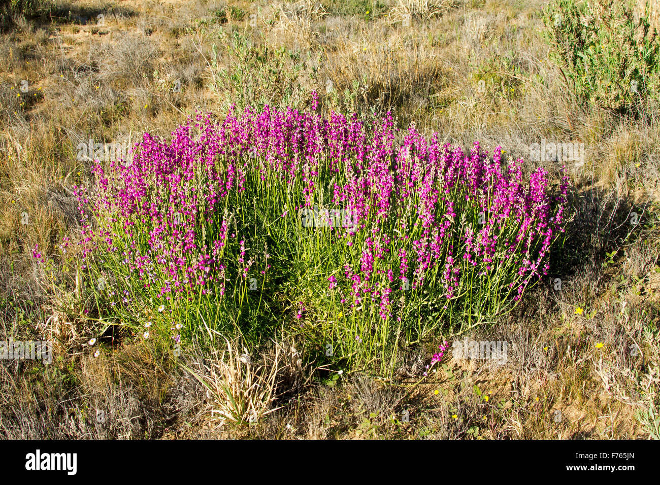 Cluster of vivid magenta / purple flowers & green leaves of Swainsona ...