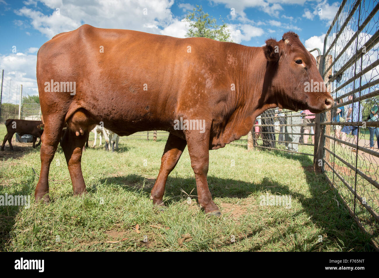 SOUTH AFRICA- Bonsmara cow (cattle) on farm Stock Photo - Alamy