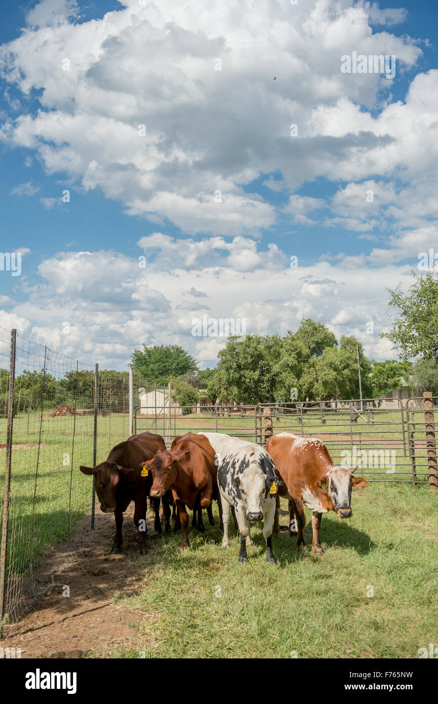 SOUTH AFRICA- Bonsmara and Nguni cows on farm Stock Photo - Alamy