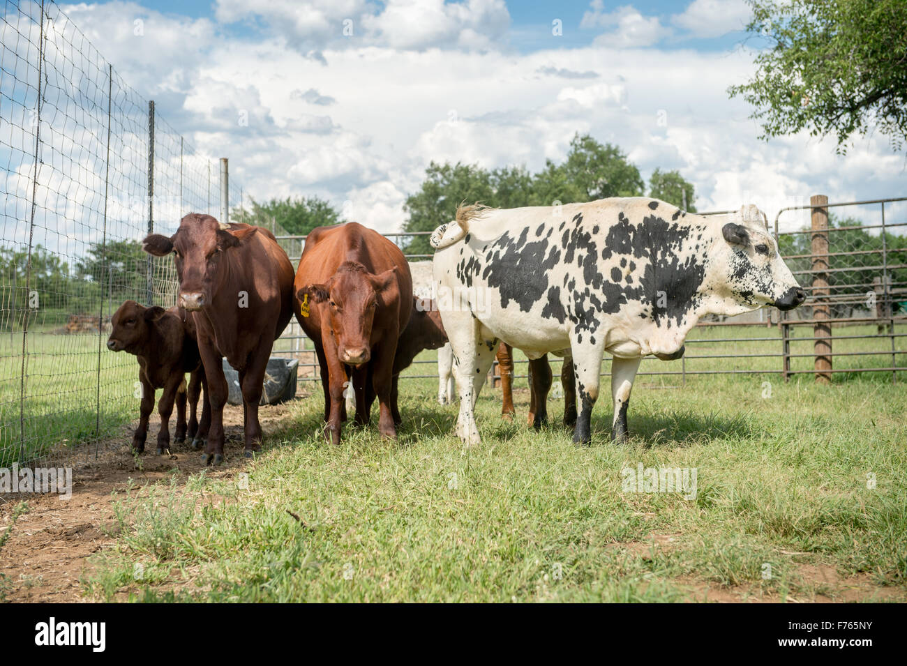 SOUTH AFRICA- Bonsmara and Nguni cows on farm Stock Photo - Alamy