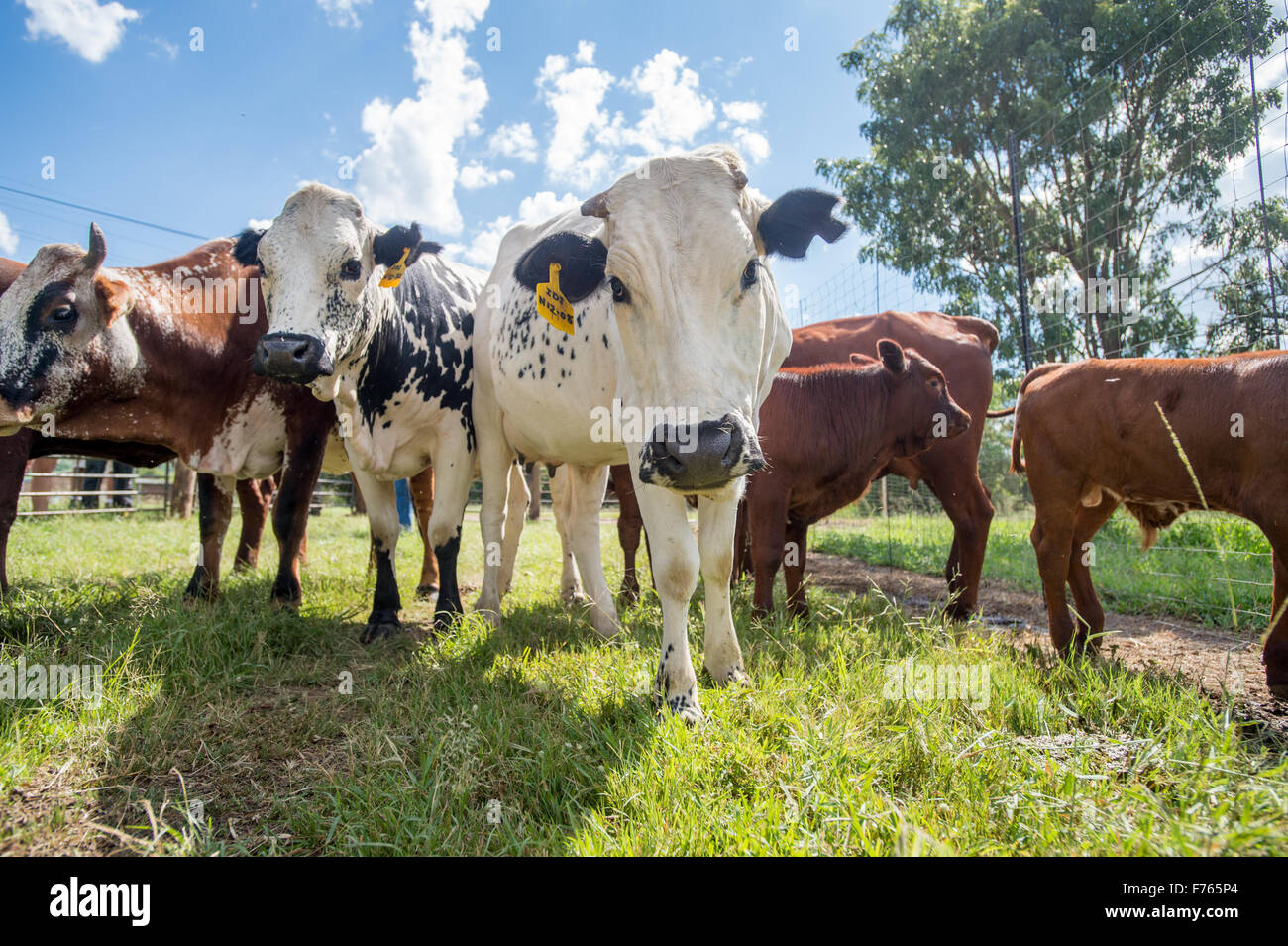 SOUTH AFRICA- Bonsmara and Nguni cows on farm Stock Photo - Alamy