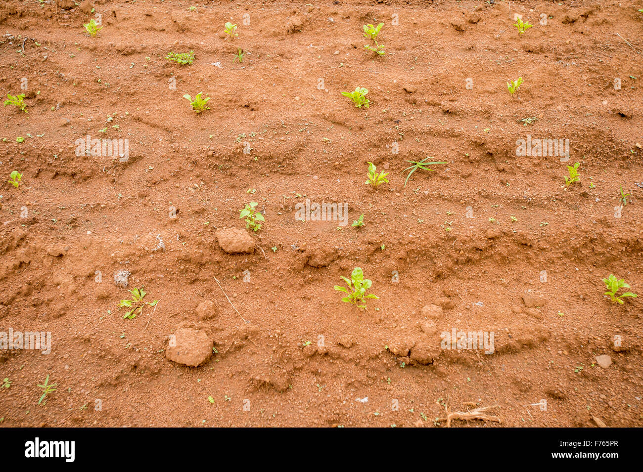SOUTH AFRICA- Early sprouting plants on farm Stock Photo - Alamy