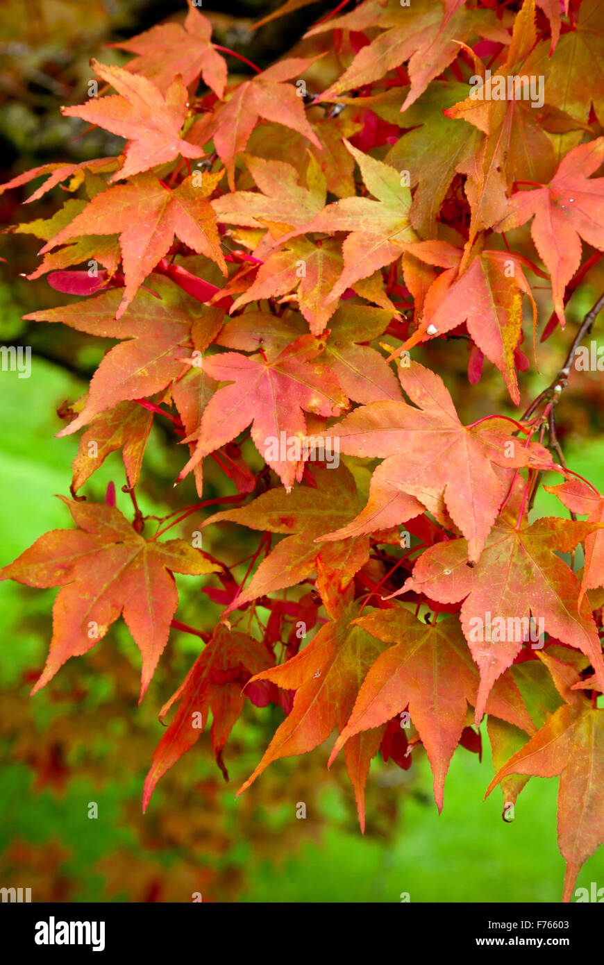 Japanese maple or Acer palmatum a deciduous shrub or small tree ...