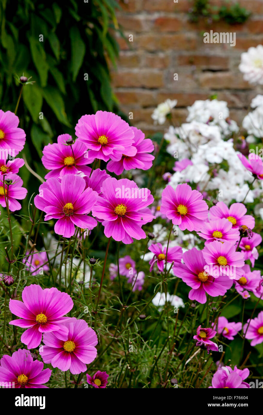 Pink and purple Coreopsis flowers growing in a garden in late summer ...