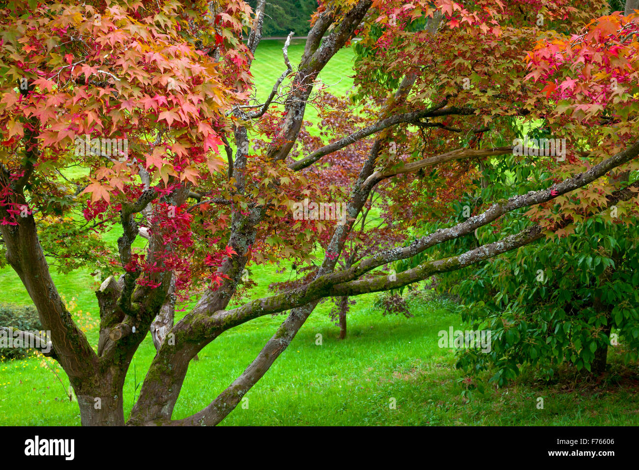 Japanese maple or Acer palmatum a deciduous shrub or small tree ...