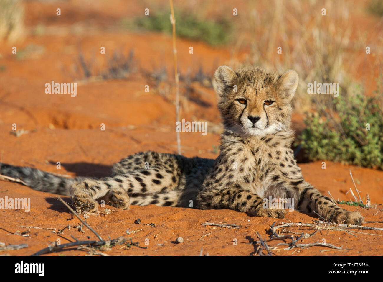 Baby Cheetahs Laying Down