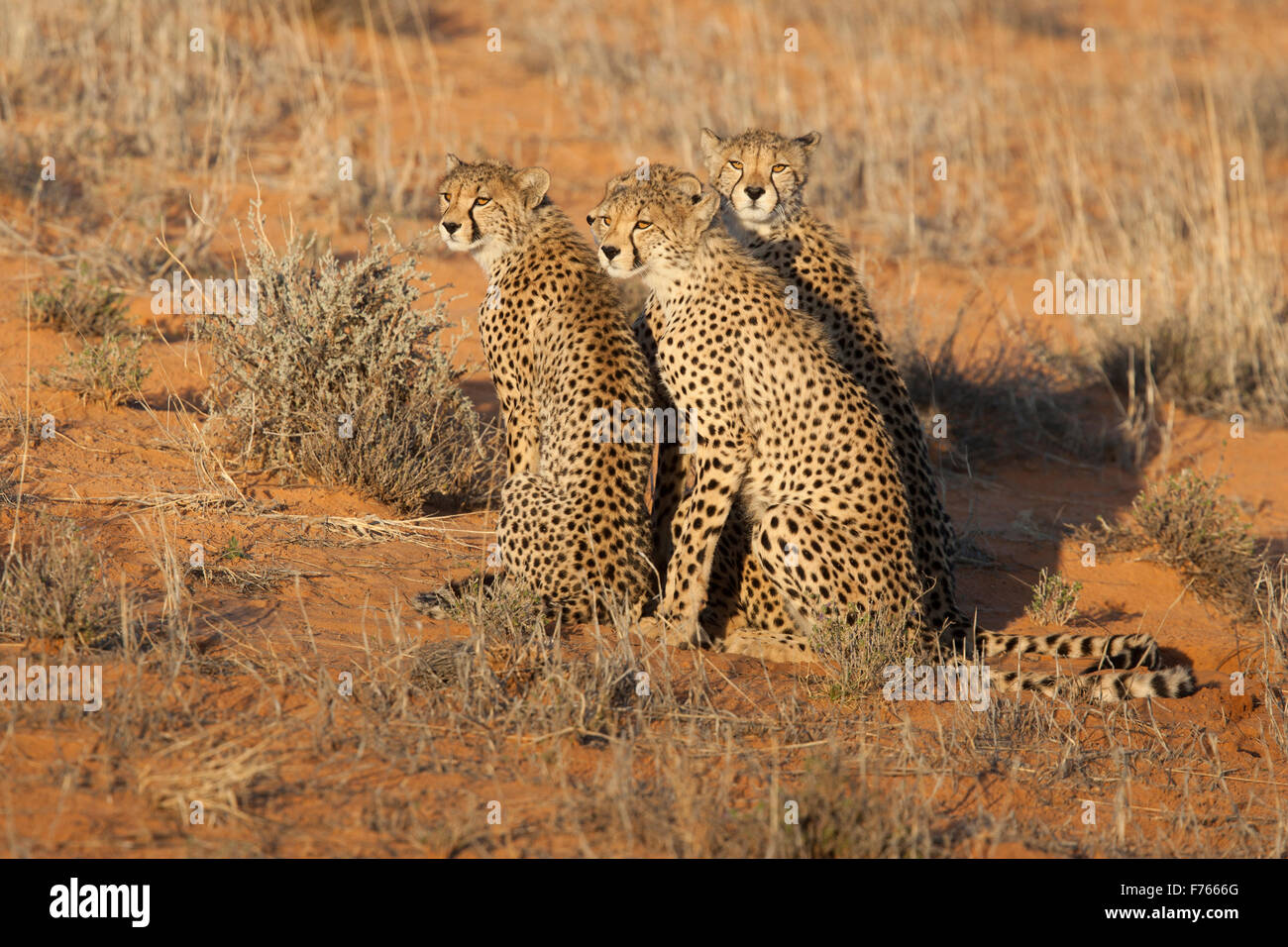 A group of cheetahs sitting closely together in the Kgalagadi ...
