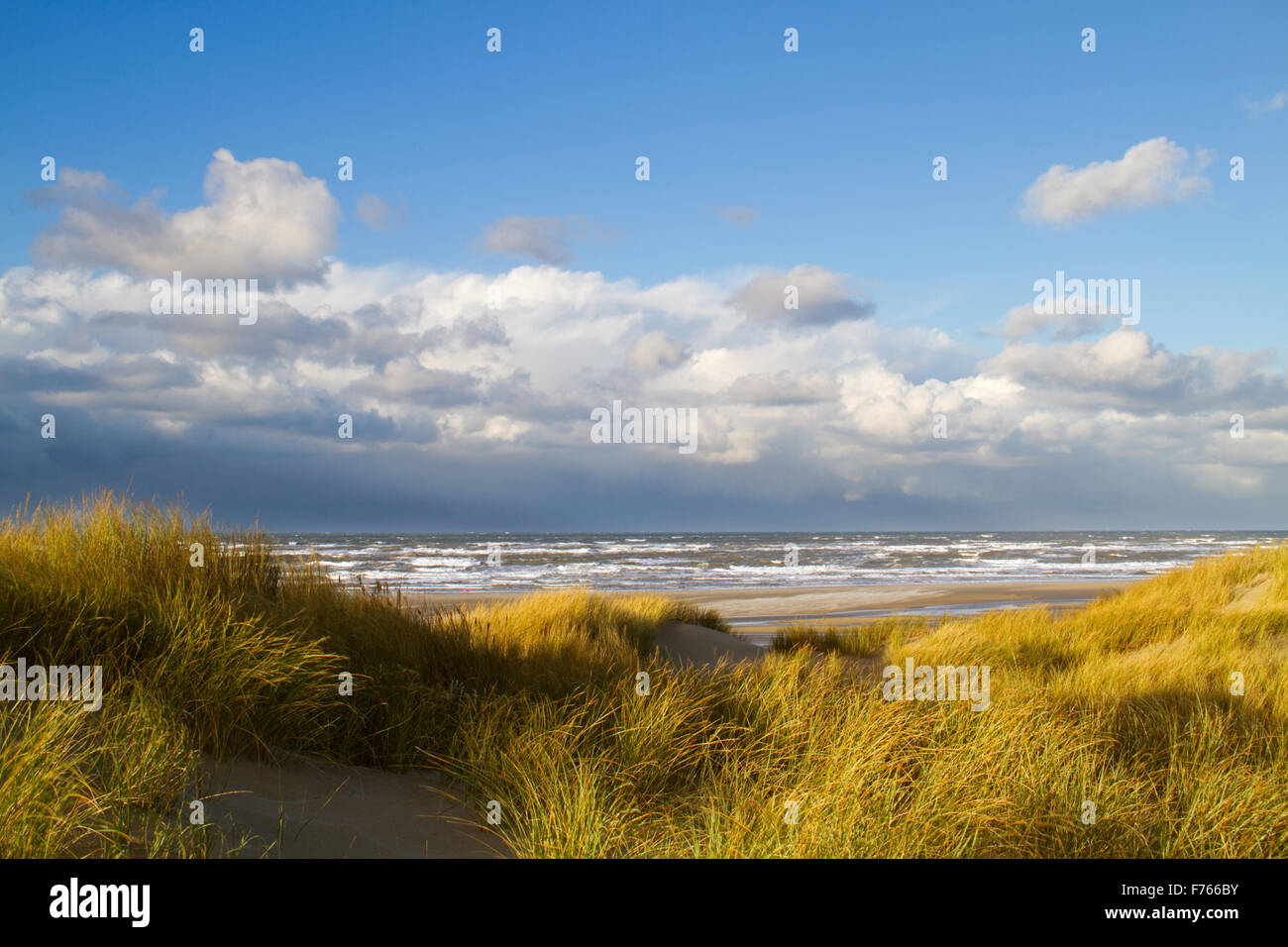 European marram grass also known as European beachgrass (Ammophila ...