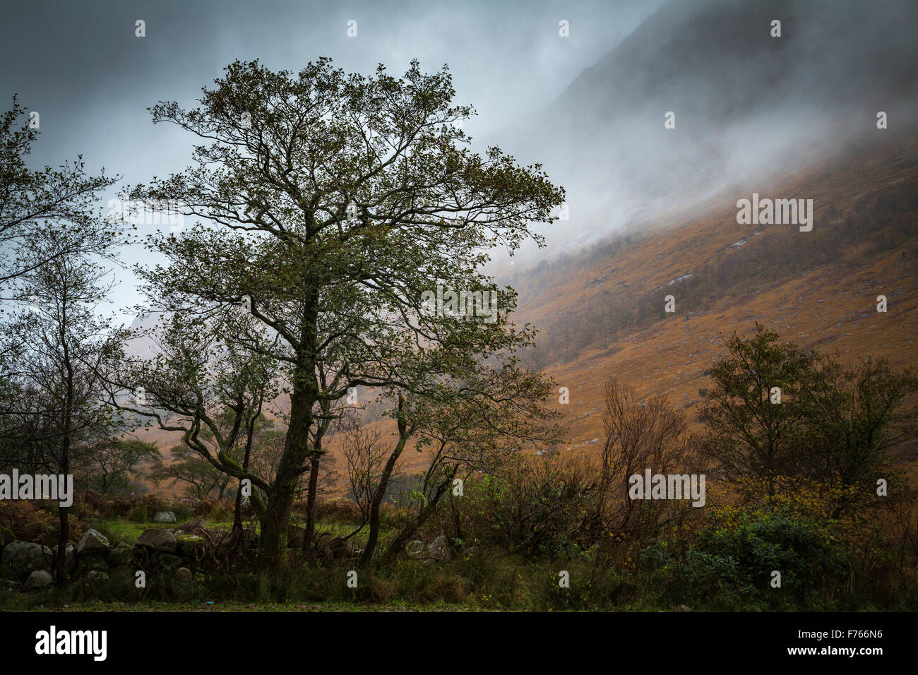 Autumn trees silhouetted against dark rain clouds, Scottish Glen ...