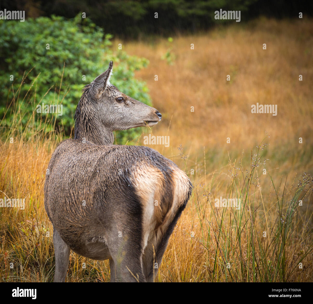 Alert roe deer sodden by heavy rain, Scottish Glen, Scotland Stock ...
