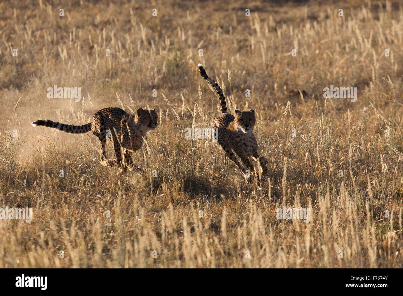 Cheetah Chasing Ostrich