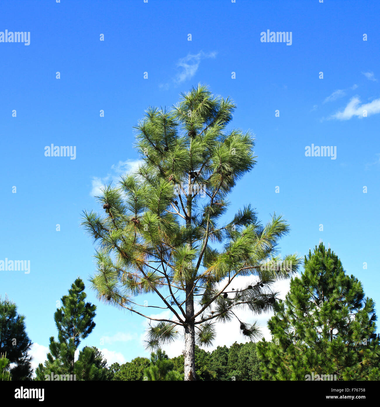 Treetop tree hi-res stock photography and images - Alamy