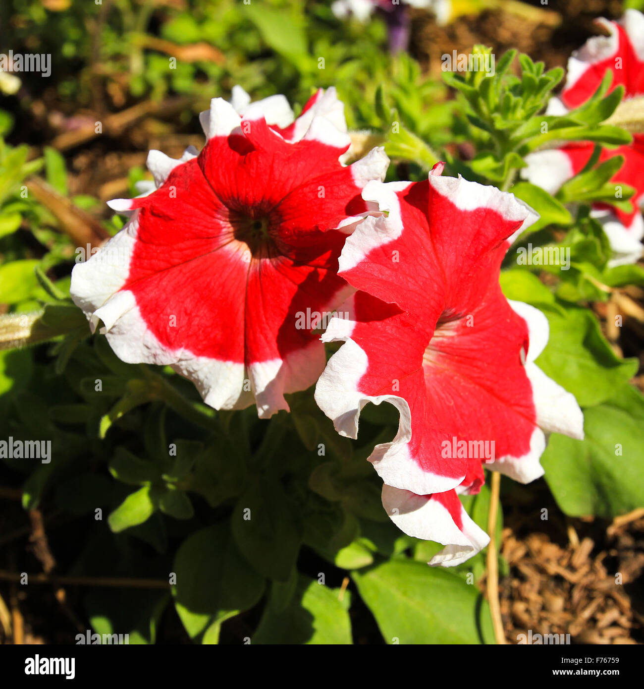 Red white petunias flowers Stock Photo - Alamy