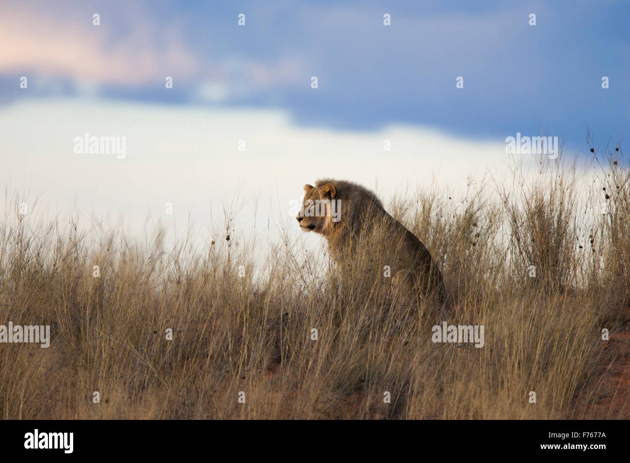 Male lion sitting on top of a sand dune watching something in the ...