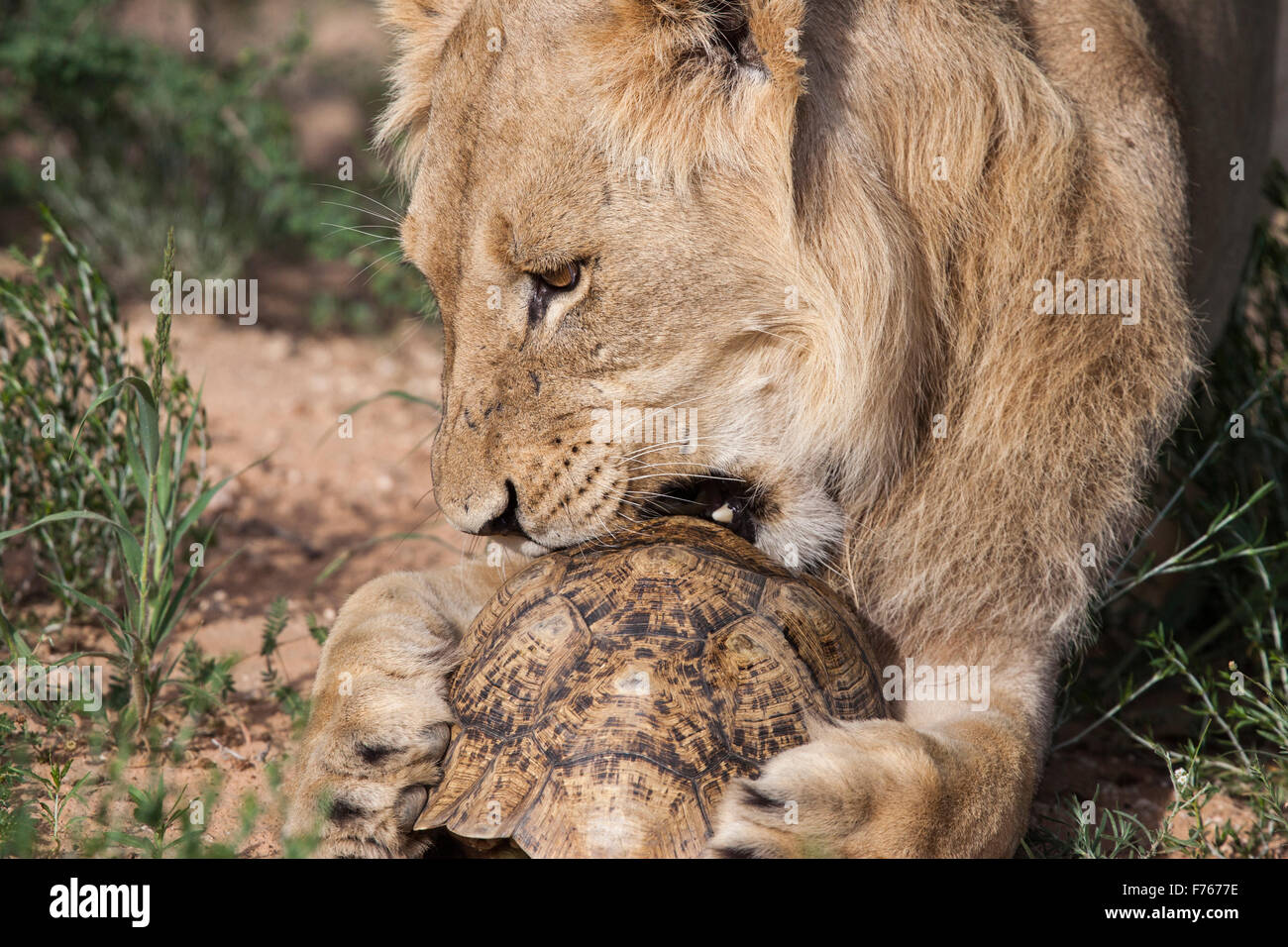 Young male lion trying to eat a tortoise in the Kgalagadi Transfrontier ...