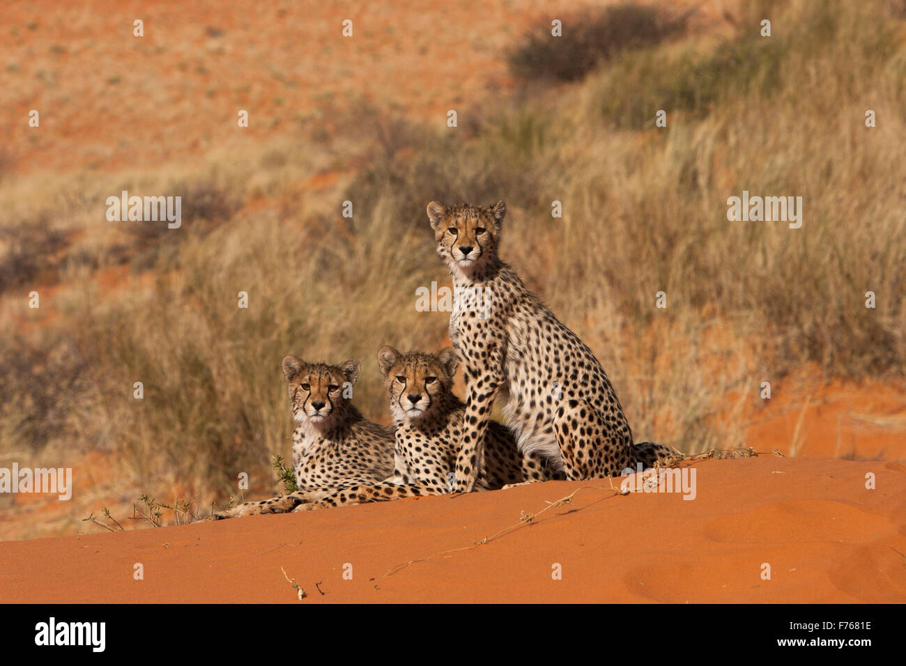 Cheetah on sand dune hi-res stock photography and images - Alamy