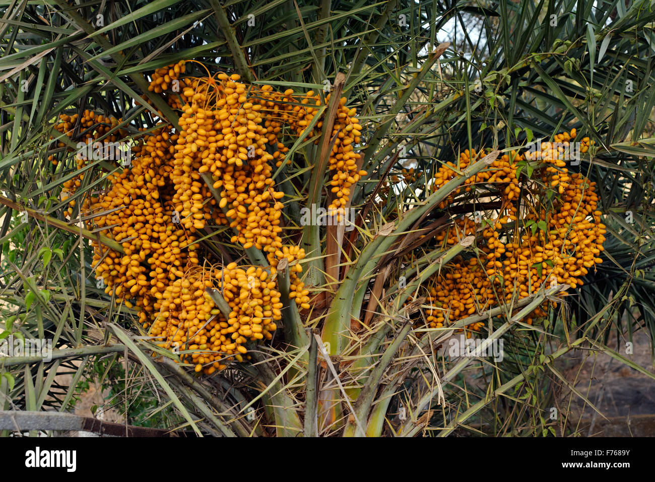 Date palm tree, Phoenix dactylifera, devka beach, daman, Daman and Diu ...