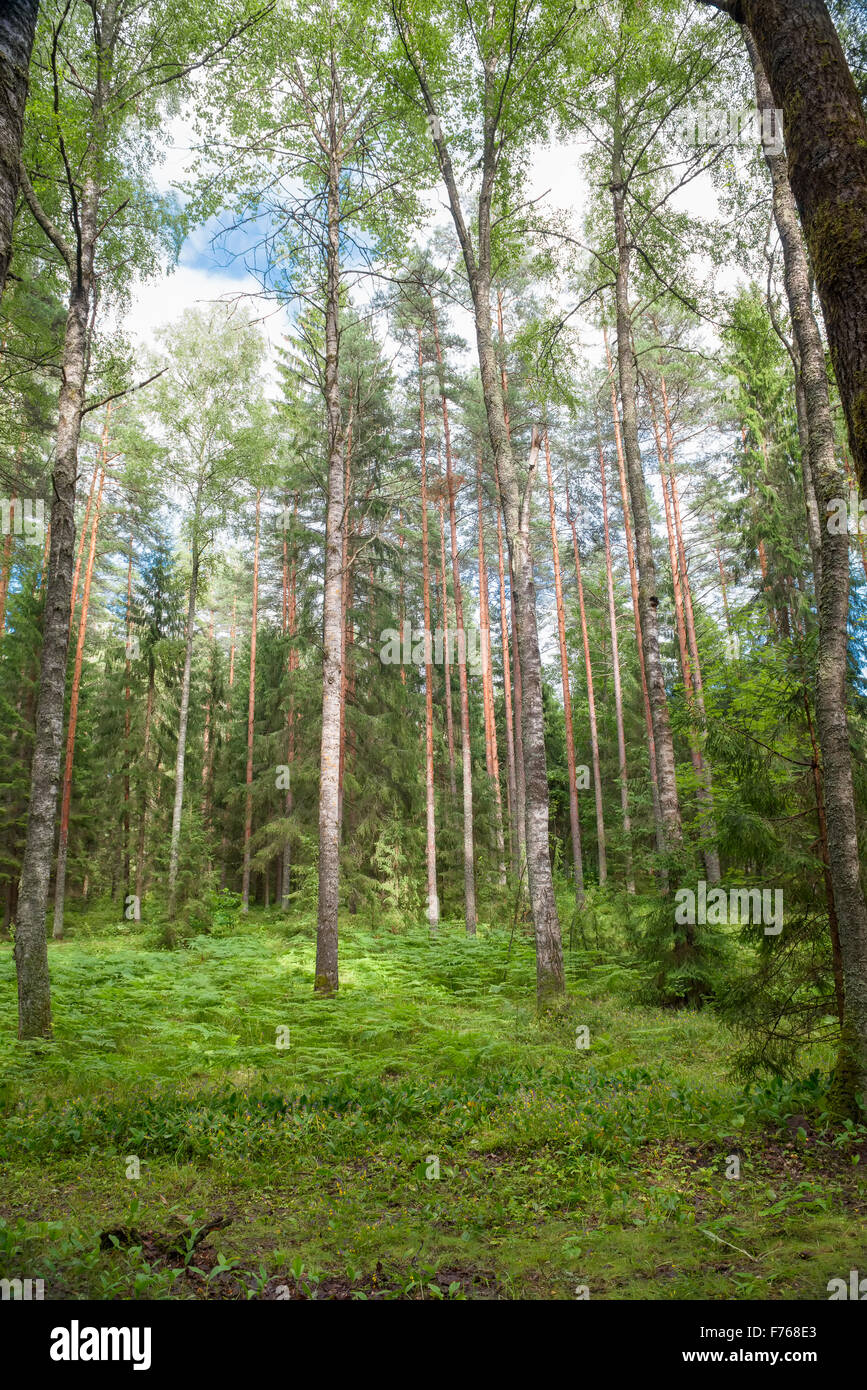 Rain vertical hi-res stock photography and images - Alamy