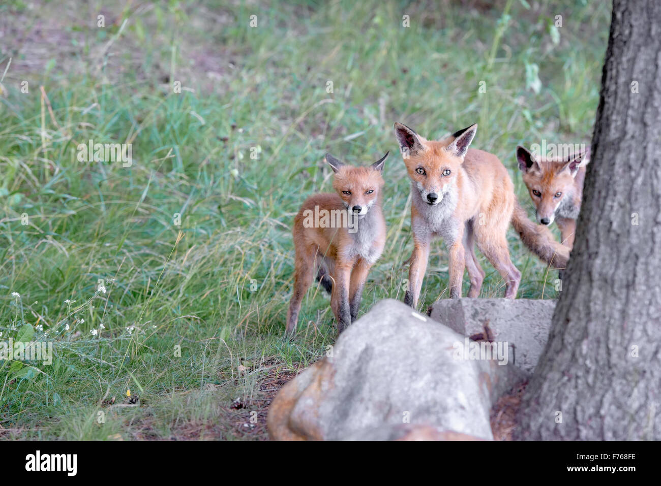 Red fox mother kit hi-res stock photography and images - Alamy