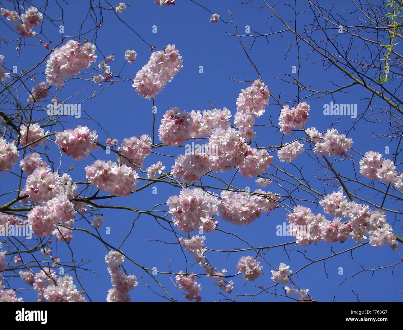 Flowering cherry twig Stock Photo - Alamy