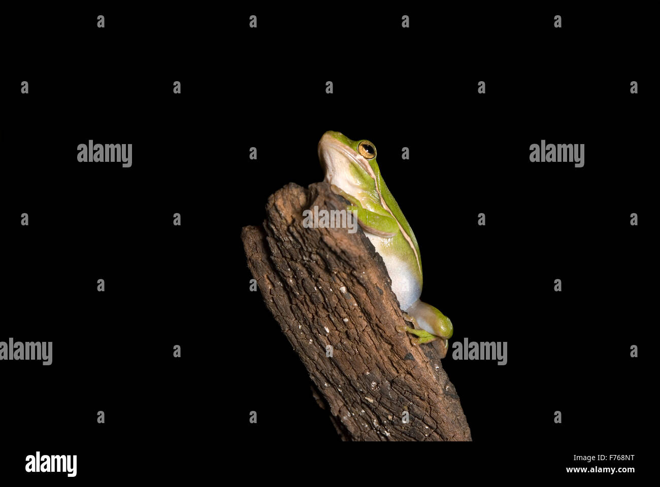 Green Tree Frog on Branch Stock Photo - Alamy