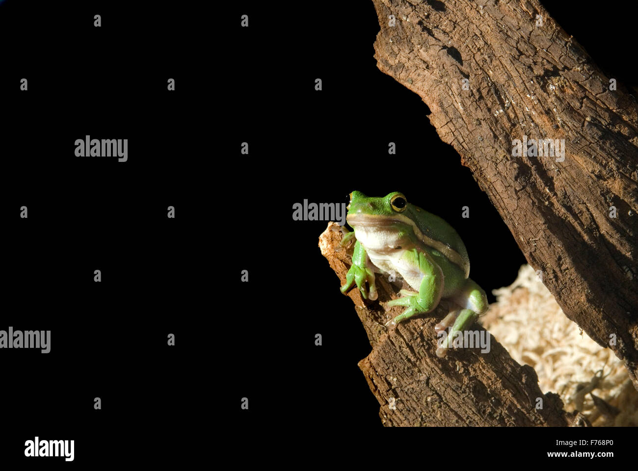 Green Tree Frog Stock Photo - Alamy