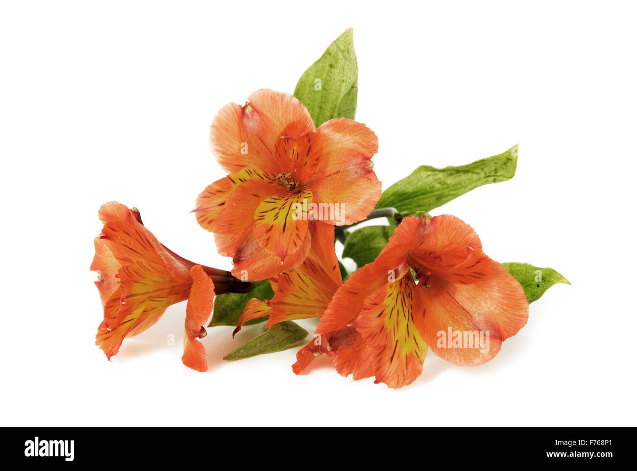 Orange flowers leaves Cut Out Stock Images & Pictures - Alamy
