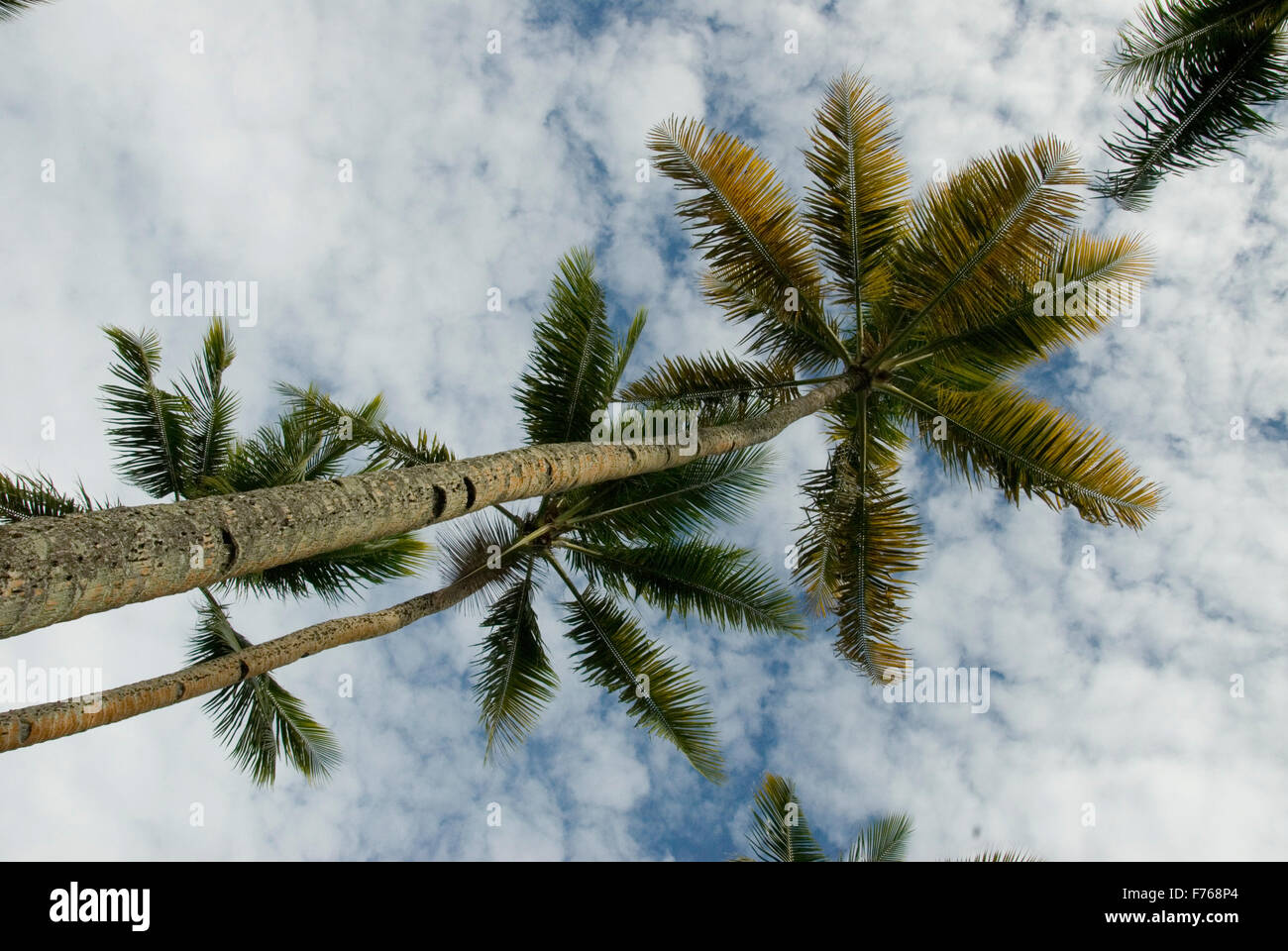 Multiple Palm Trees Stock Photo - Alamy