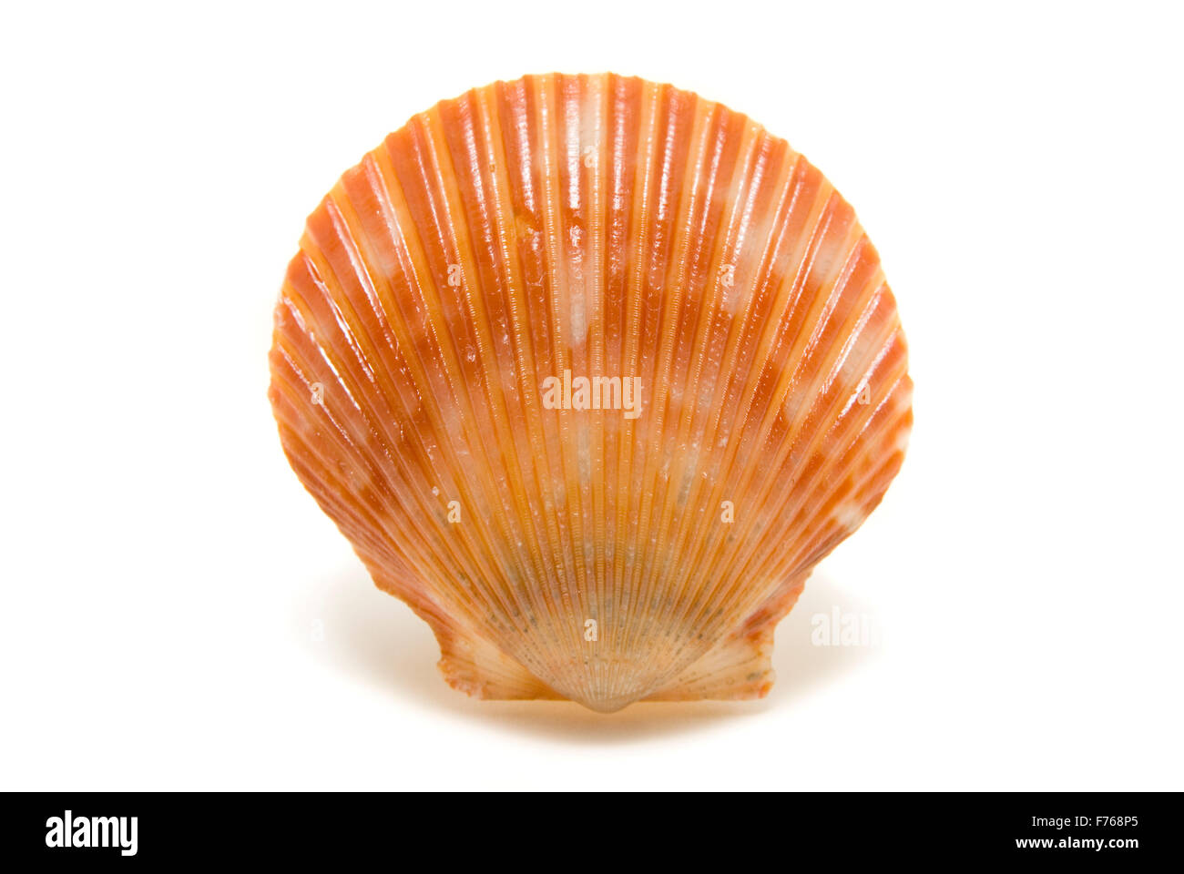 Studio shell hi-res stock photography and images - Alamy