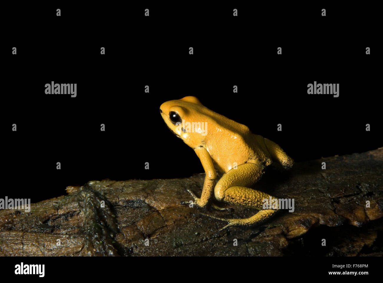 Black and yellow poison dart frog hi-res stock photography and images ...