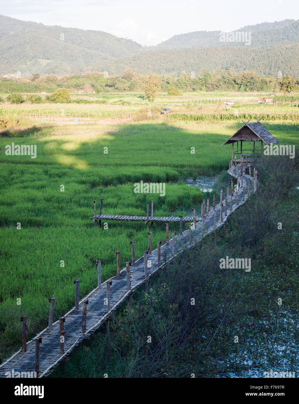 Rice paddy in northern thailand hi-res stock photography and images - Alamy