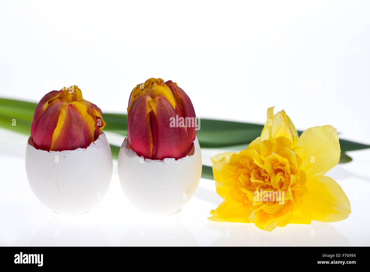 egg and narcissus in spring Stock Photo - Alamy