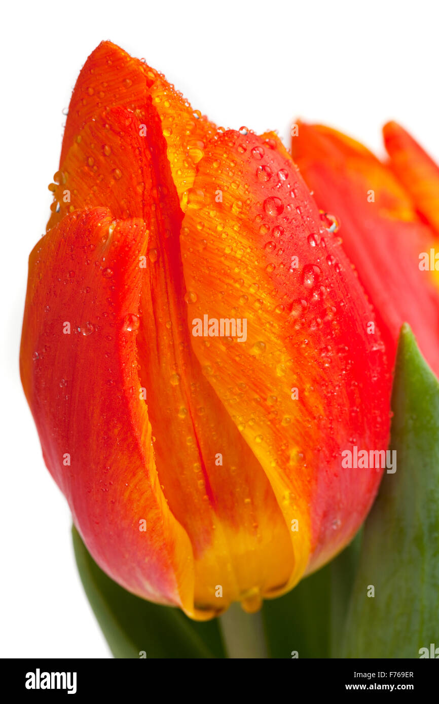 closeup of dew drops on an orange tulip Stock Photo - Alamy