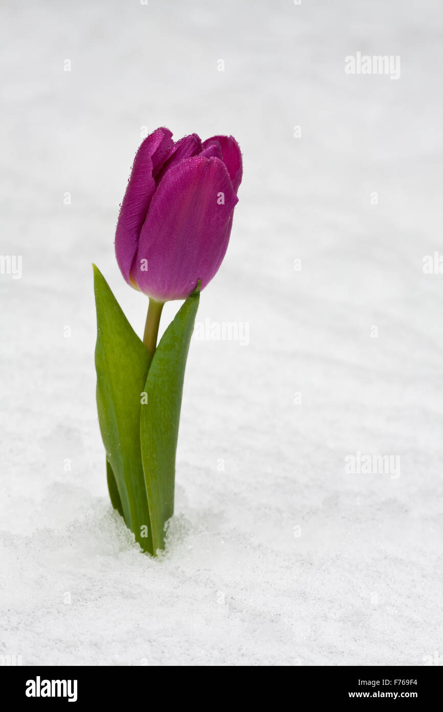 purple tulip in the fresh snow Stock Photo - Alamy