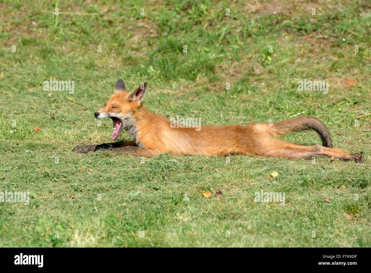 Fox lying on grass hi-res stock photography and images - Alamy