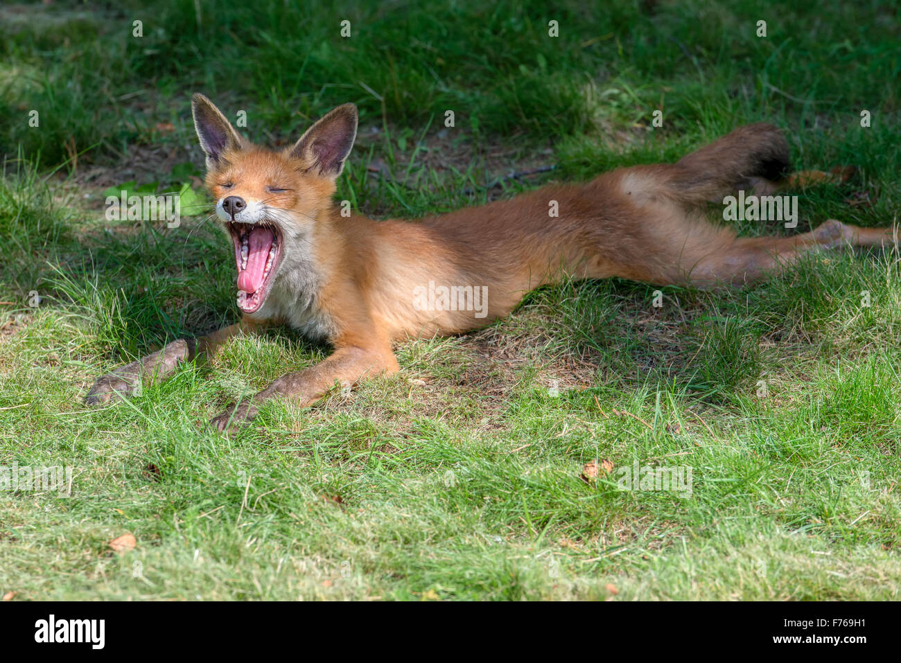 Red fox lying on ground hi-res stock photography and images - Alamy