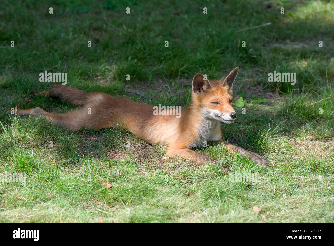 Fox resting on ground hi-res stock photography and images - Alamy