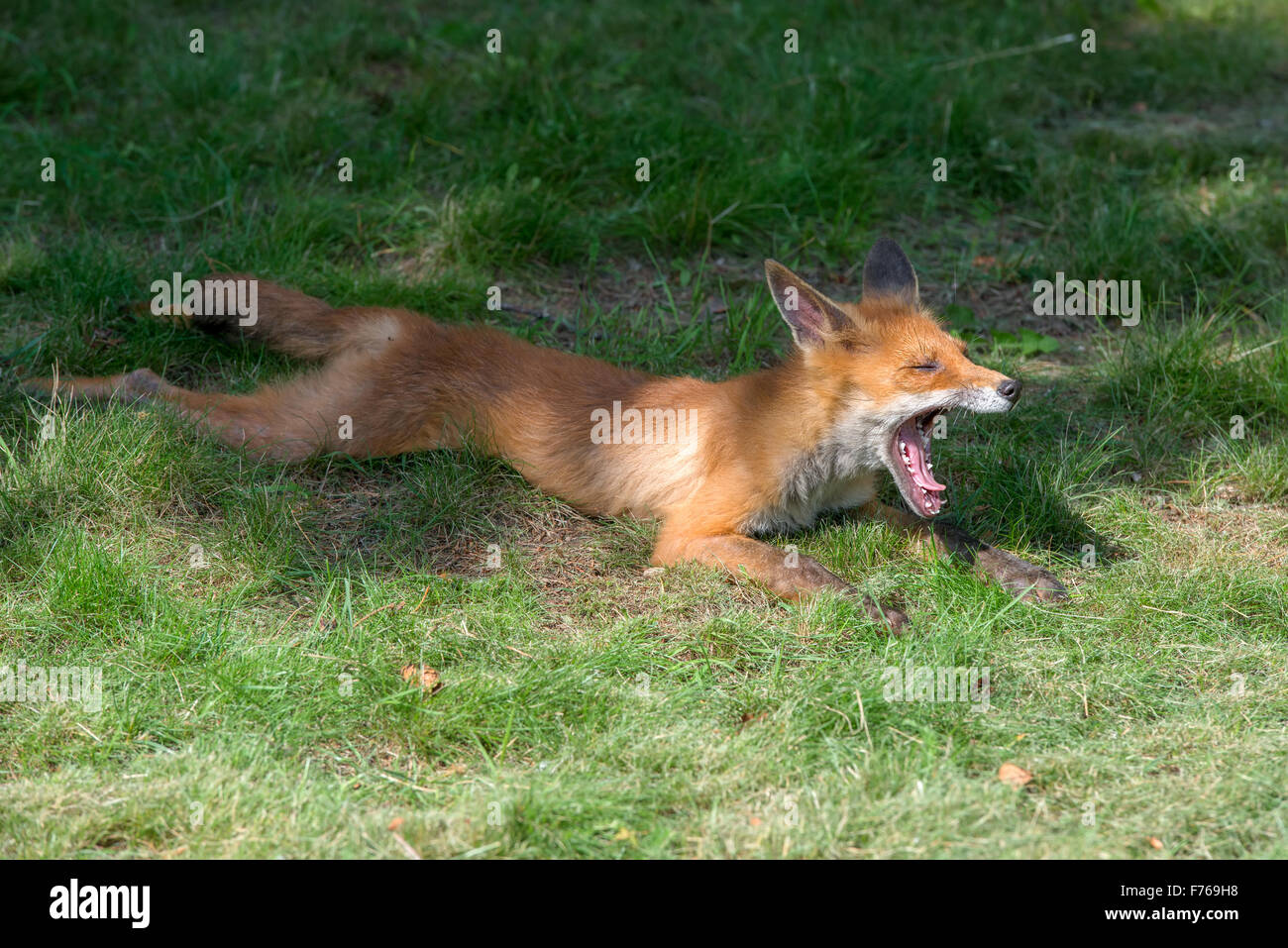 Red fox lying on ground hi-res stock photography and images - Alamy