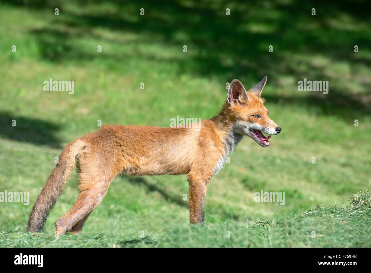 Hunts alone hi-res stock photography and images - Alamy