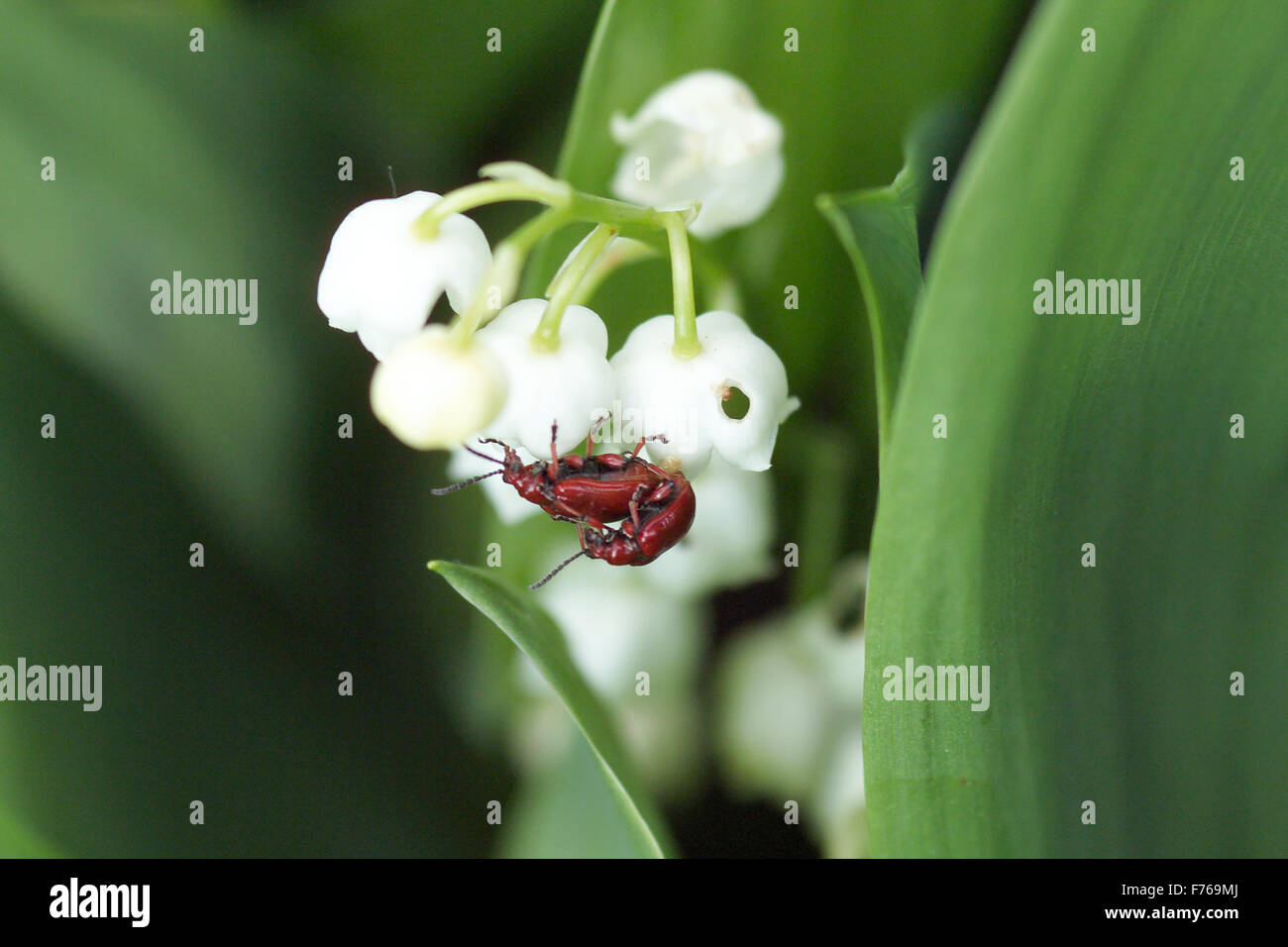 love of insects Stock Photo - Alamy