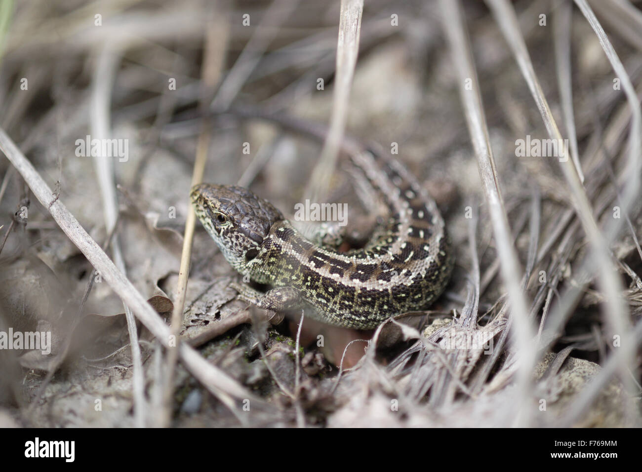 Lizard hunt hi-res stock photography and images - Alamy