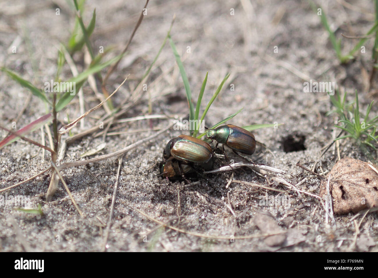 love of insects Stock Photo - Alamy